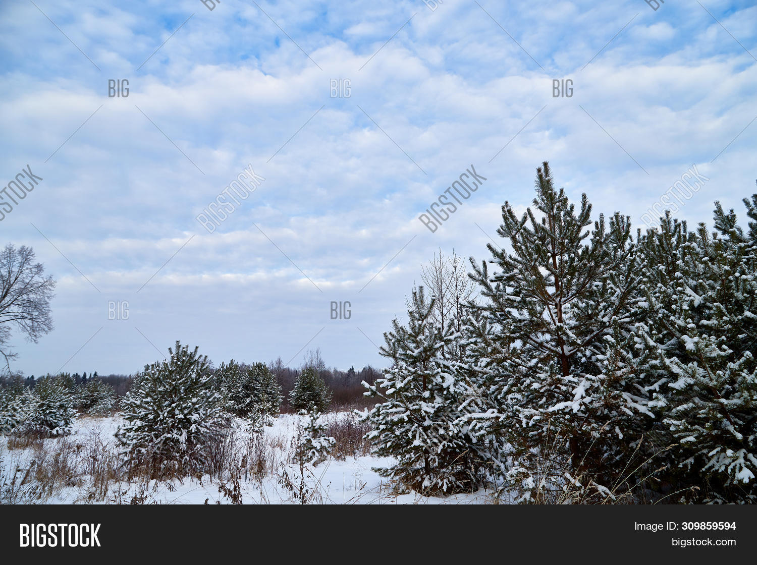 Naced Tree On Snow Image & Photo (Free Trial) | Bigstock