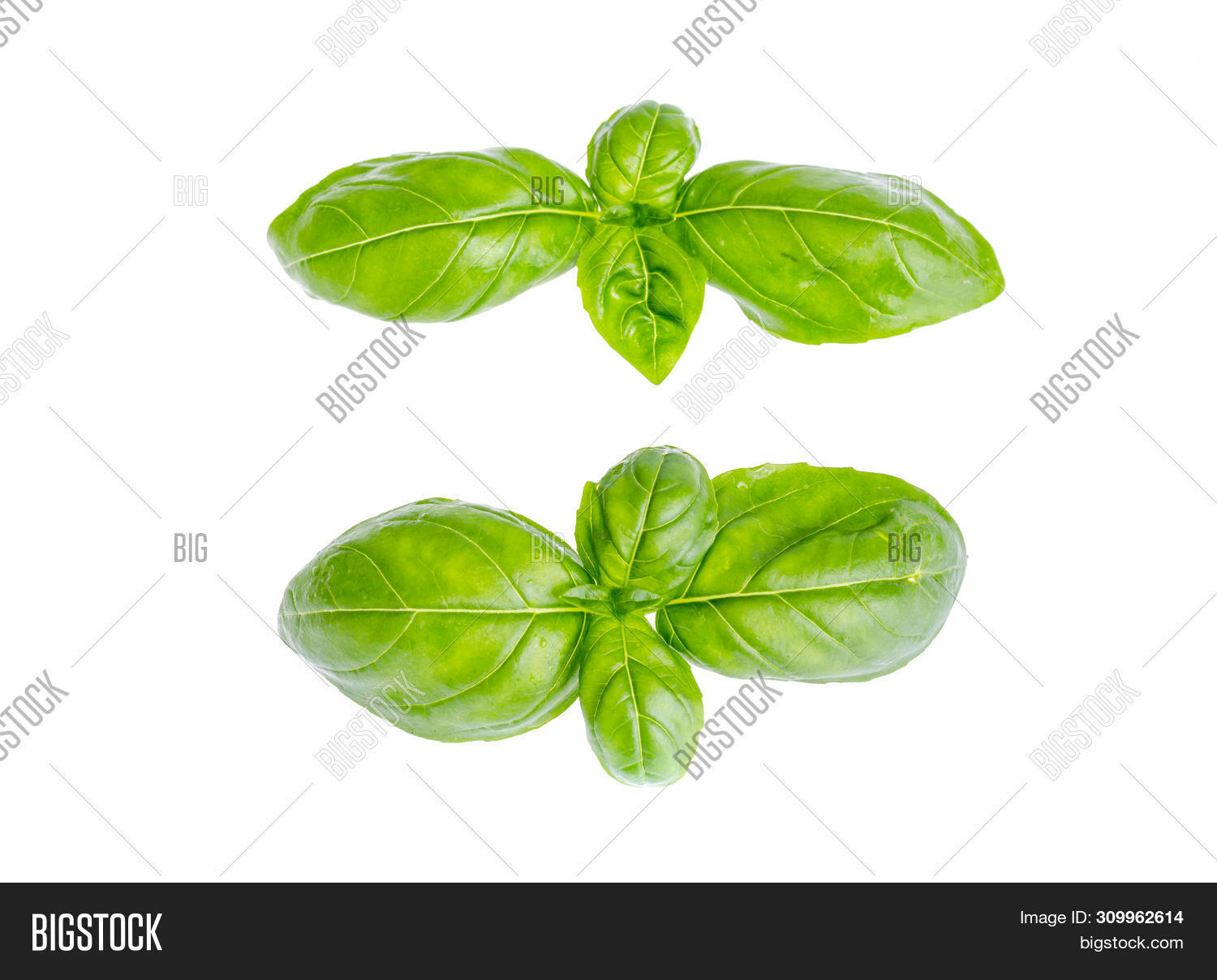Basil Leaves Isolated Image & Photo (Free Trial) | Bigstock