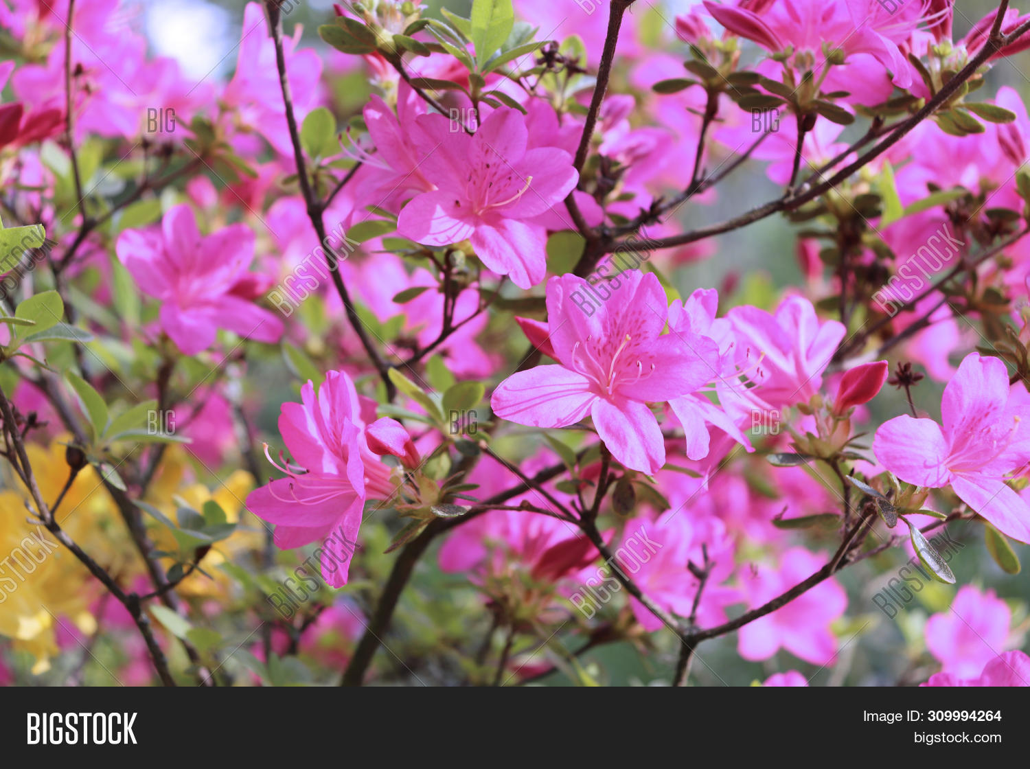 Big Azalea Image & Photo (Free Trial) | Bigstock