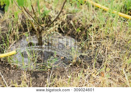 Watering Small Tree Image & Photo (Free Trial) | Bigstock