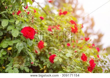 Red Flower Garden Rose Image & Photo (Free Trial) | Bigstock