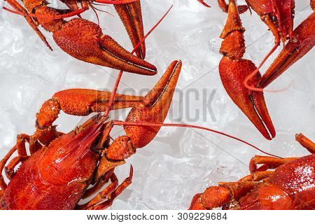 Top View Red Lobsters Image & Photo (Free Trial) | Bigstock