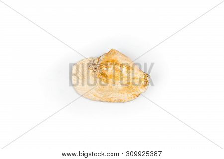 Nautilus Shell Images, Illustrations & Vectors (Free) - Bigstock