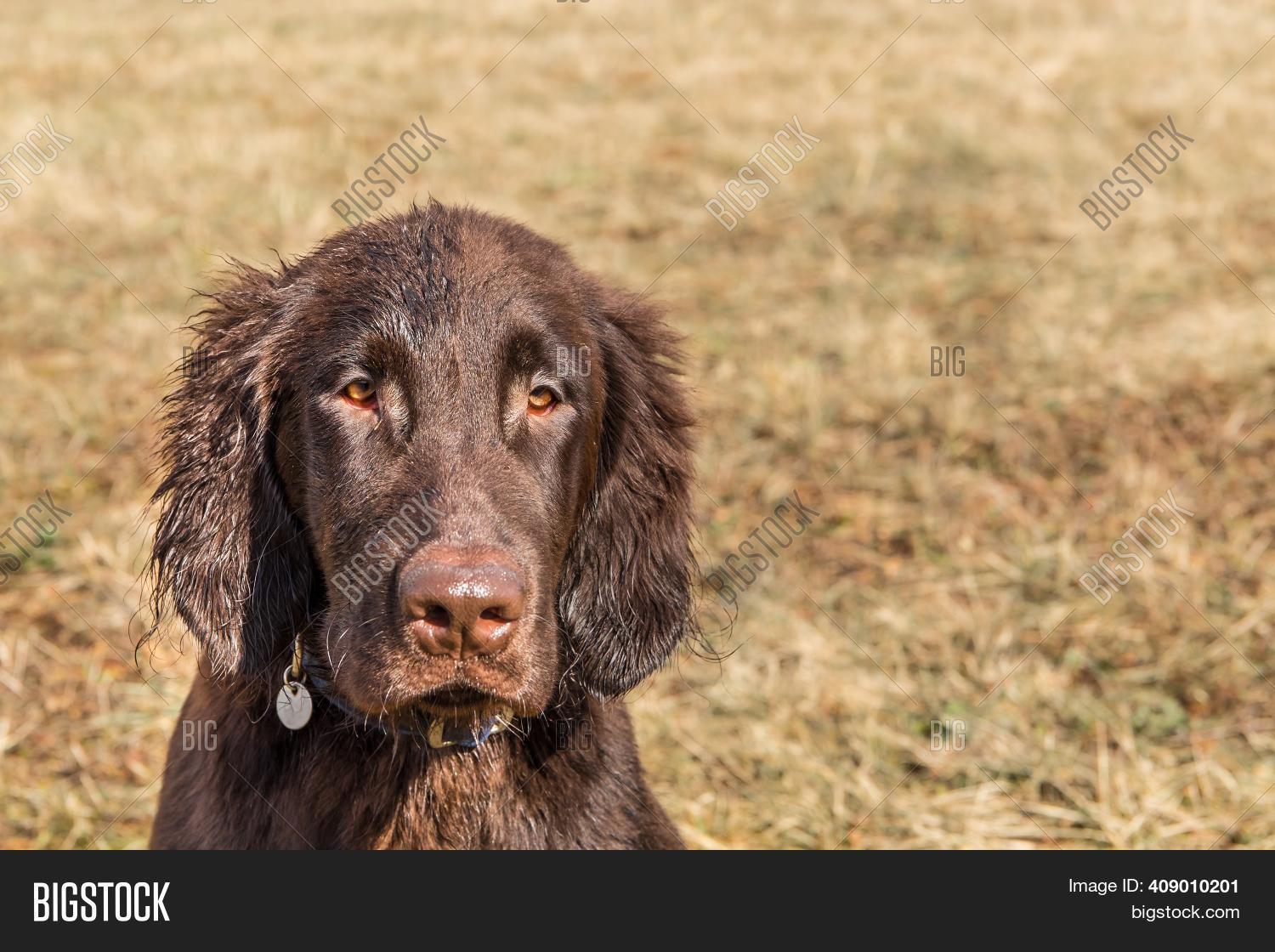 Retriever Puppy Head. Image & Photo (Free Trial) | Bigstock