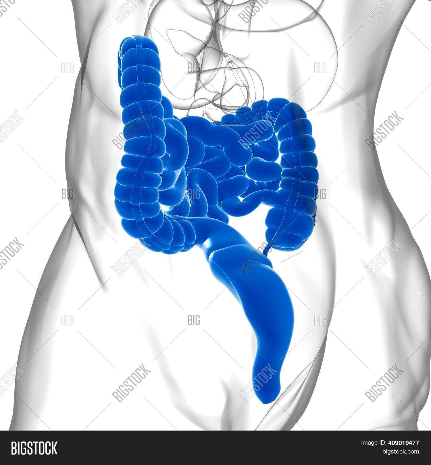 Small Large Intestine Image & Photo (Free Trial) | Bigstock