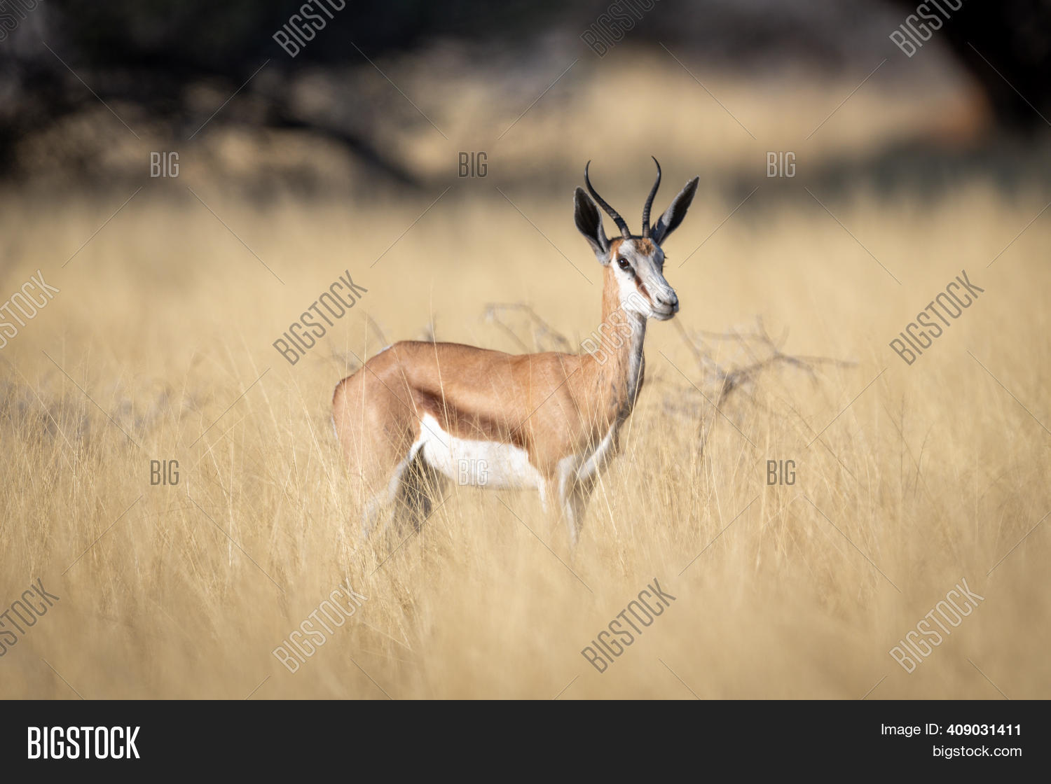 Springbok Stands Tall Image & Photo (Free Trial) | Bigstock