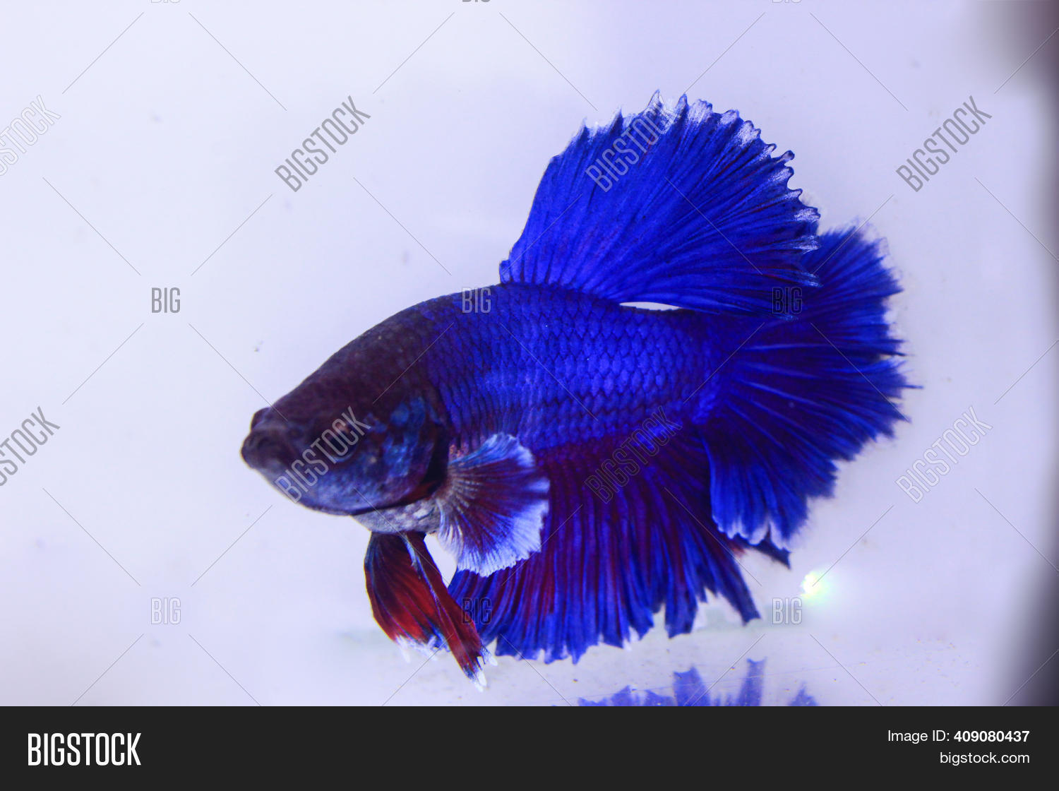 Blue Betta Fish Image & Photo (Free Trial) | Bigstock