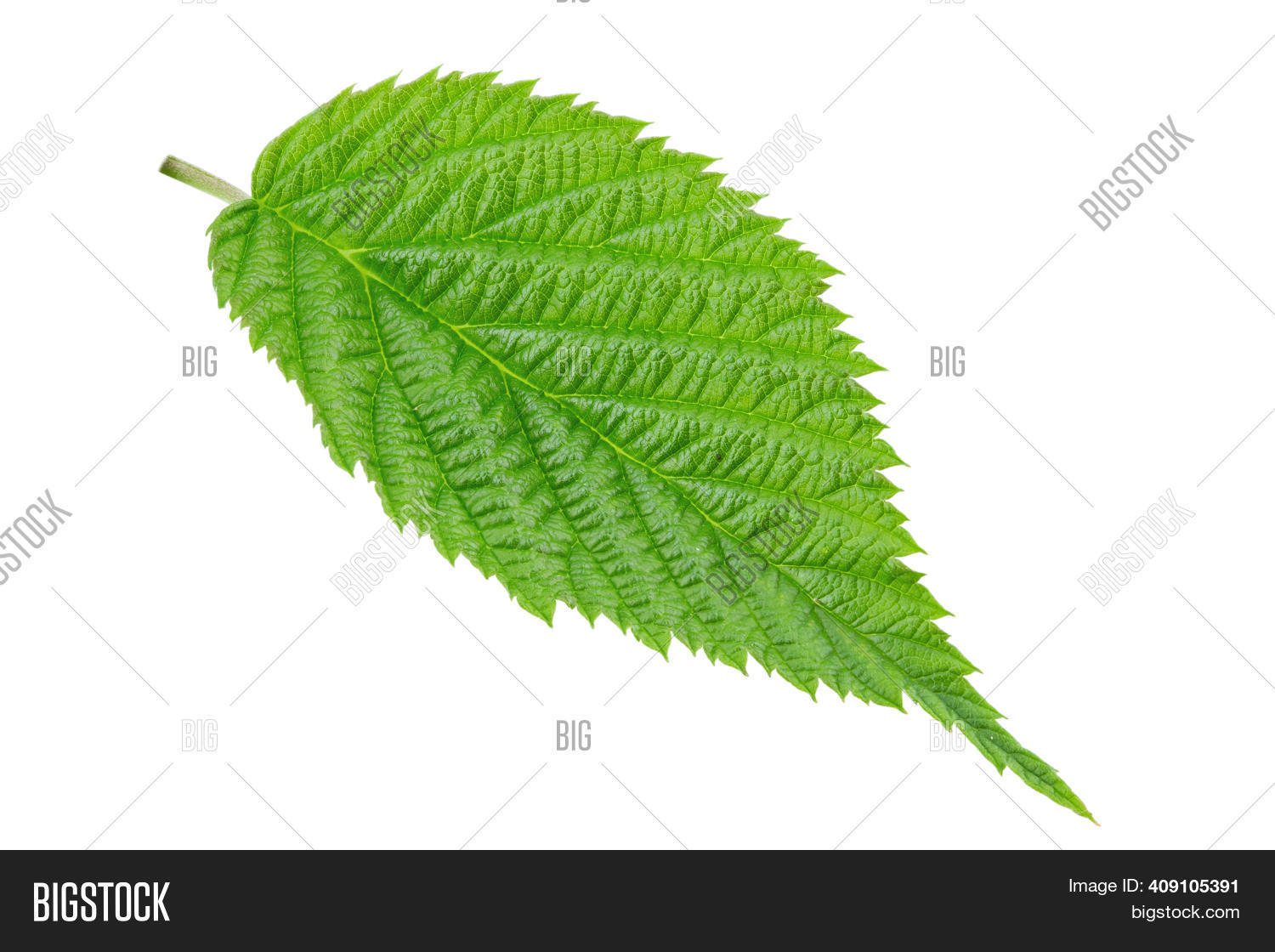 Raspberry Leaf Image & Photo (Free Trial) | Bigstock