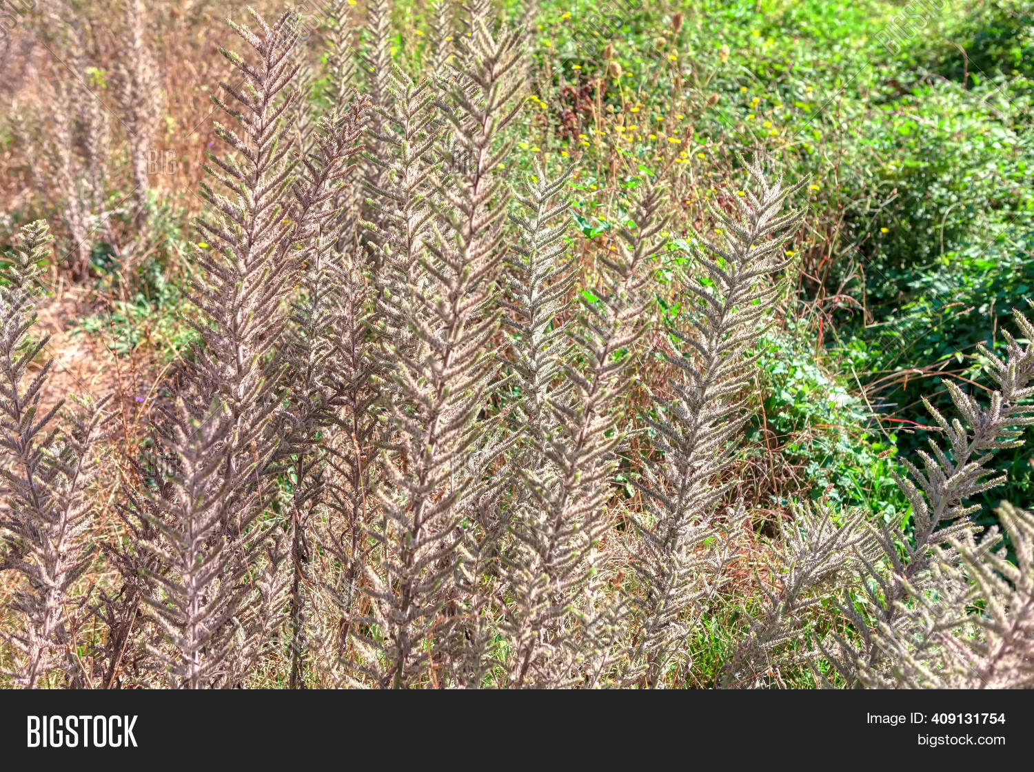Uncultivated Tropical Image & Photo (Free Trial) | Bigstock