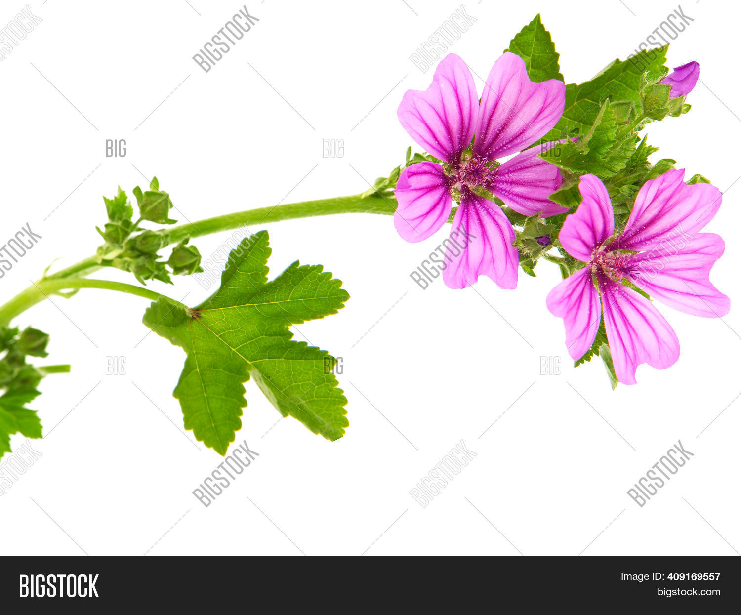 Common Mallow Plant Image & Photo (Free Trial) | Bigstock