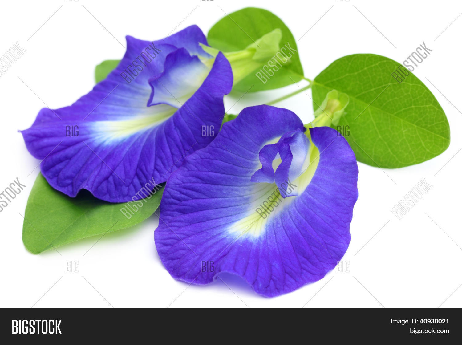 Clitoria Ternatea Image & Photo (Free Trial) | Bigstock