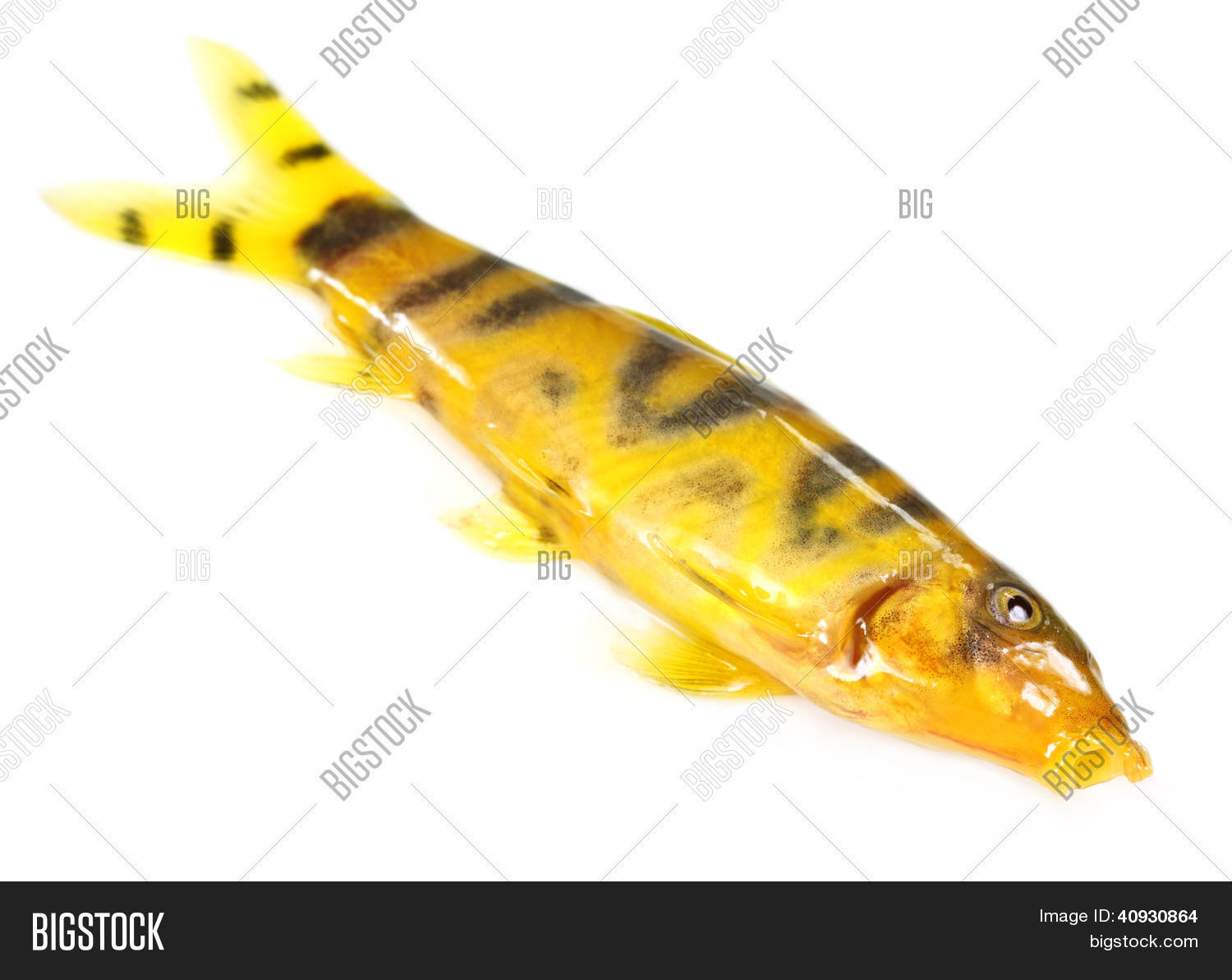 Fresh Water Zebra Fish Image & Photo (Free Trial) | Bigstock