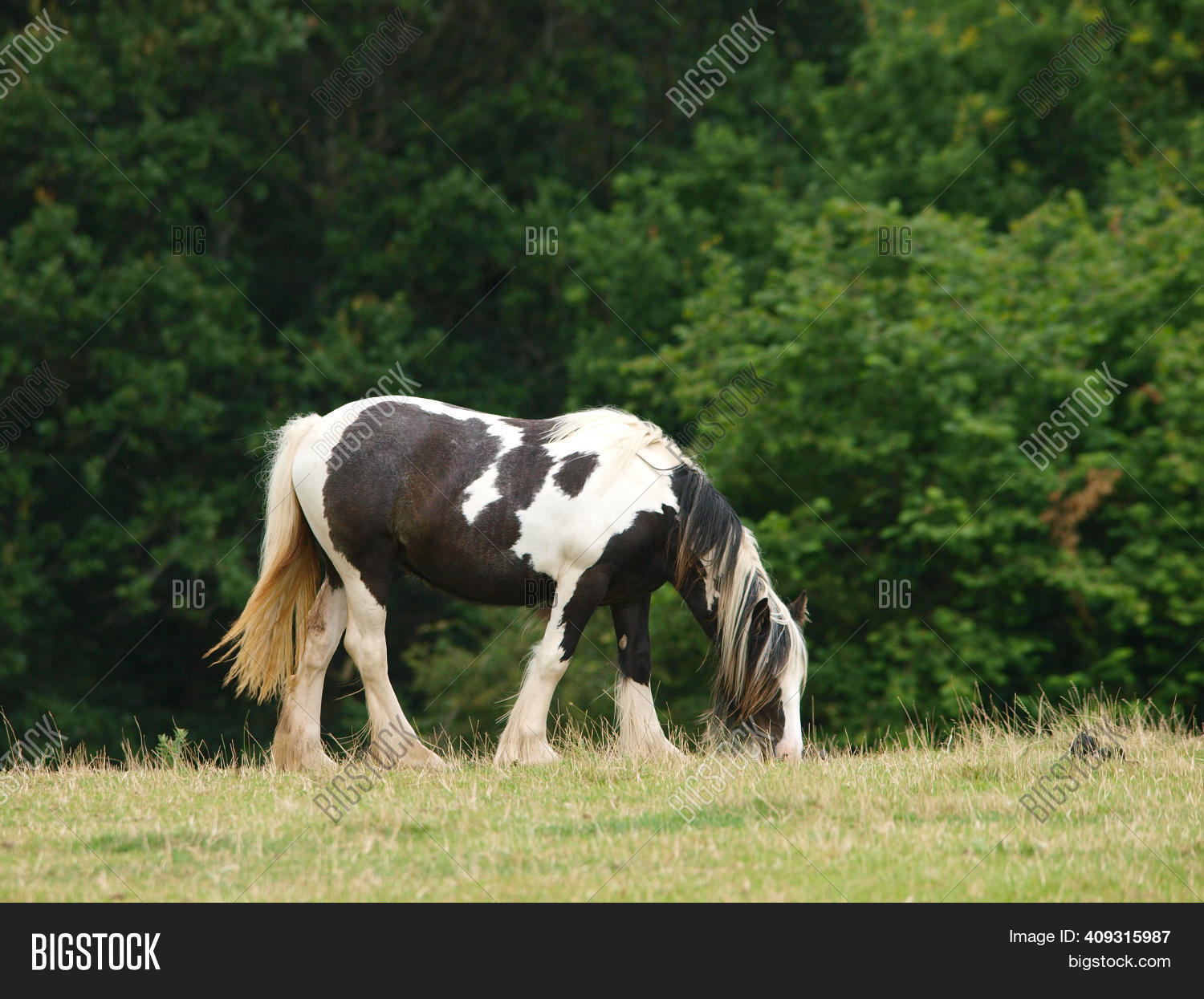 Pretty Black White Cob Image & Photo (Free Trial) | Bigstock