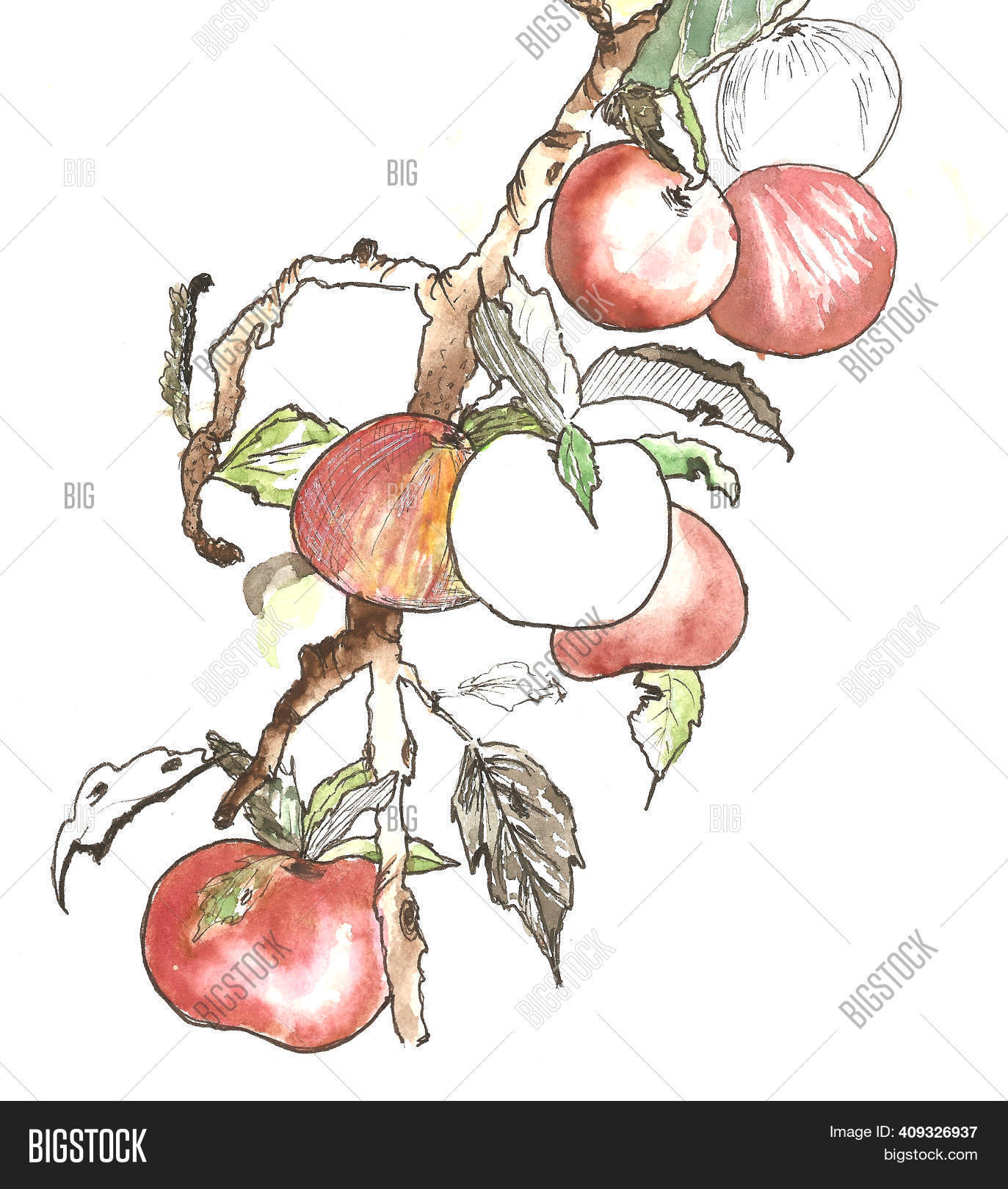 Botanical Illustration Image & Photo (Free Trial) | Bigstock