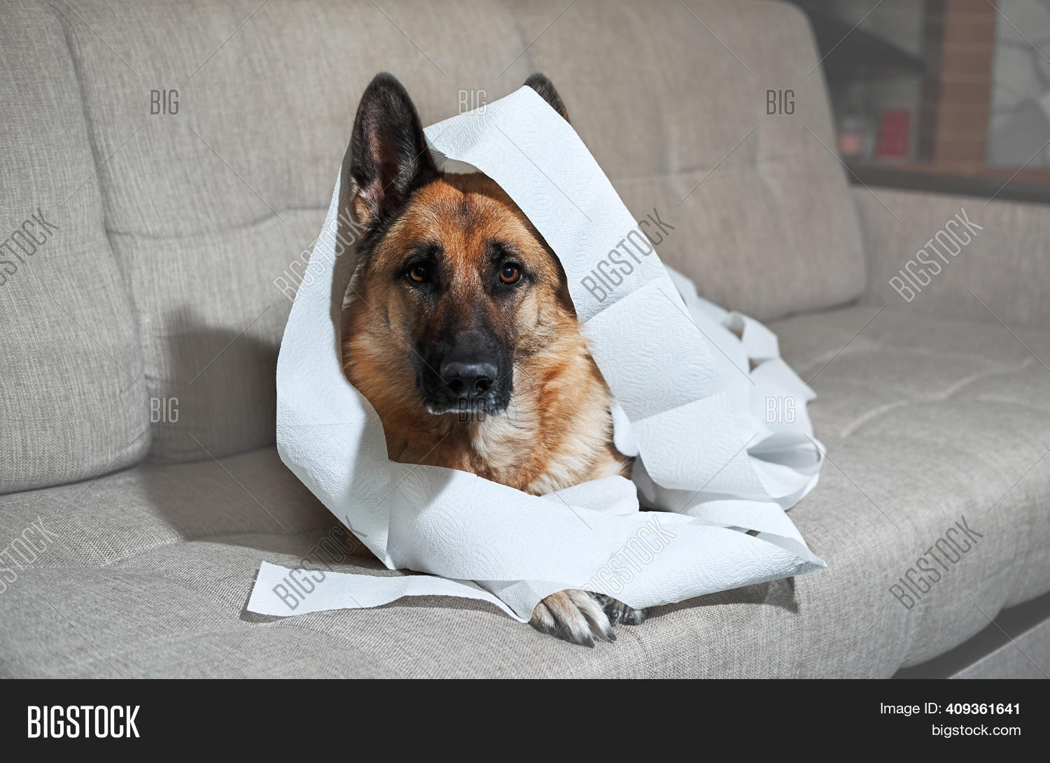 Are German Shepherds Good Alone At Home