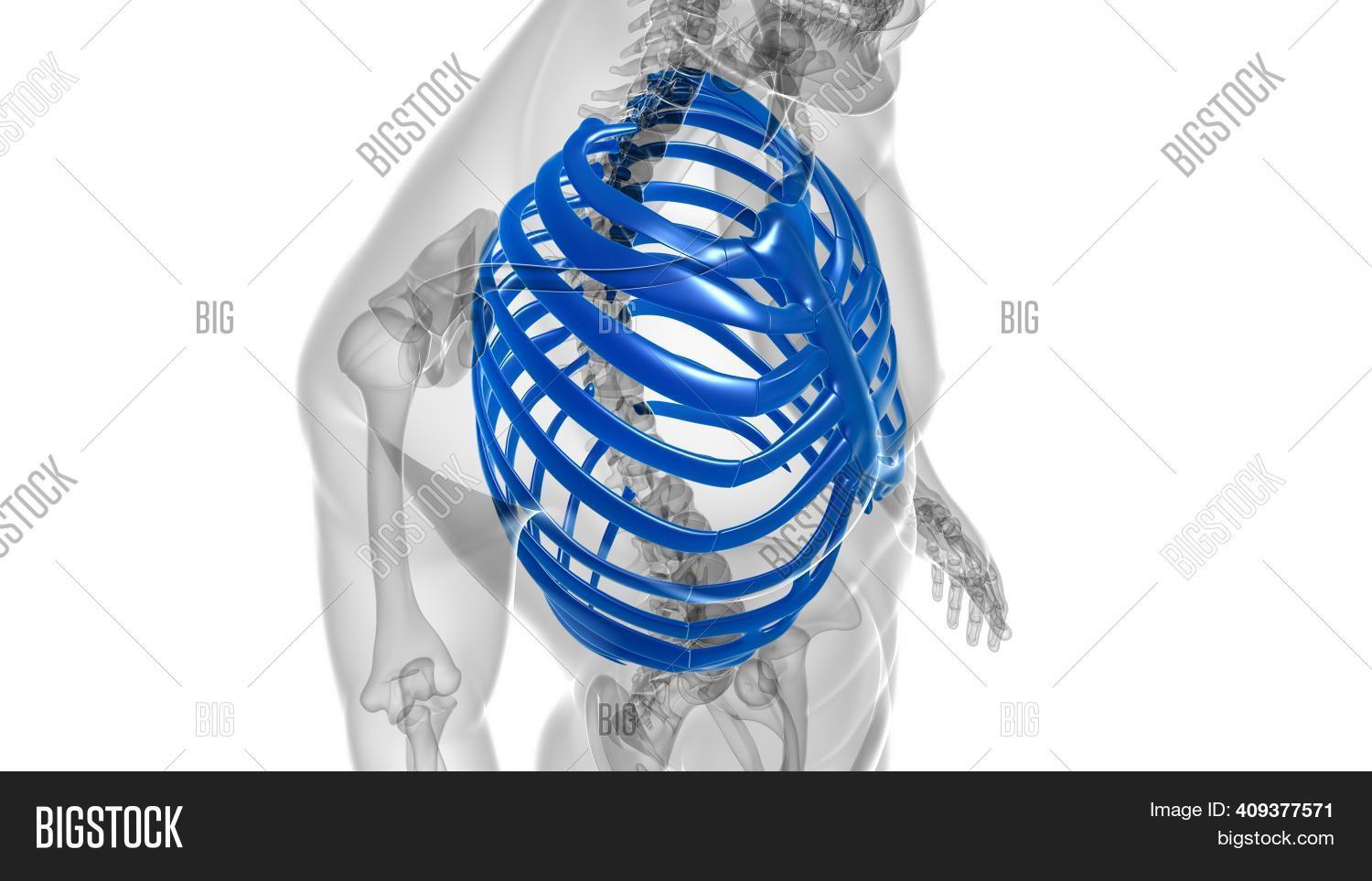 Human Skeleton Anatomy Image & Photo (Free Trial) | Bigstock