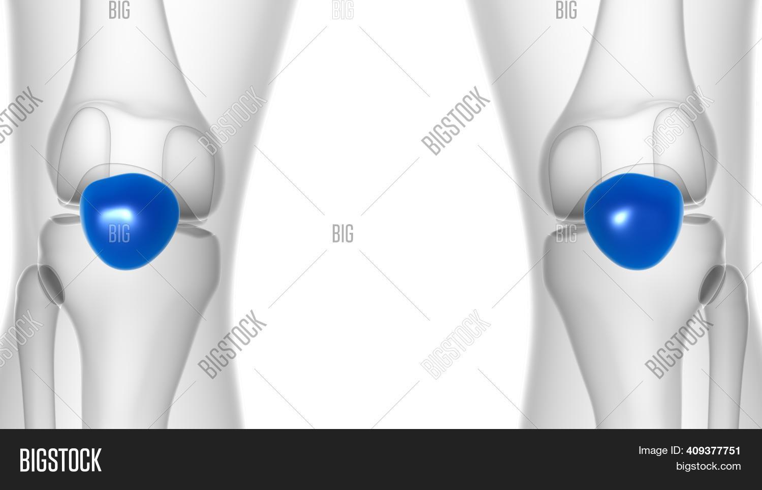Human Skeleton Anatomy Image & Photo (Free Trial) | Bigstock
