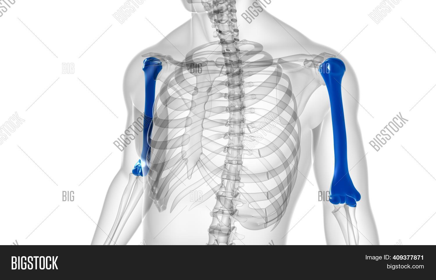 Human Skeleton Anatomy Image & Photo (Free Trial) | Bigstock