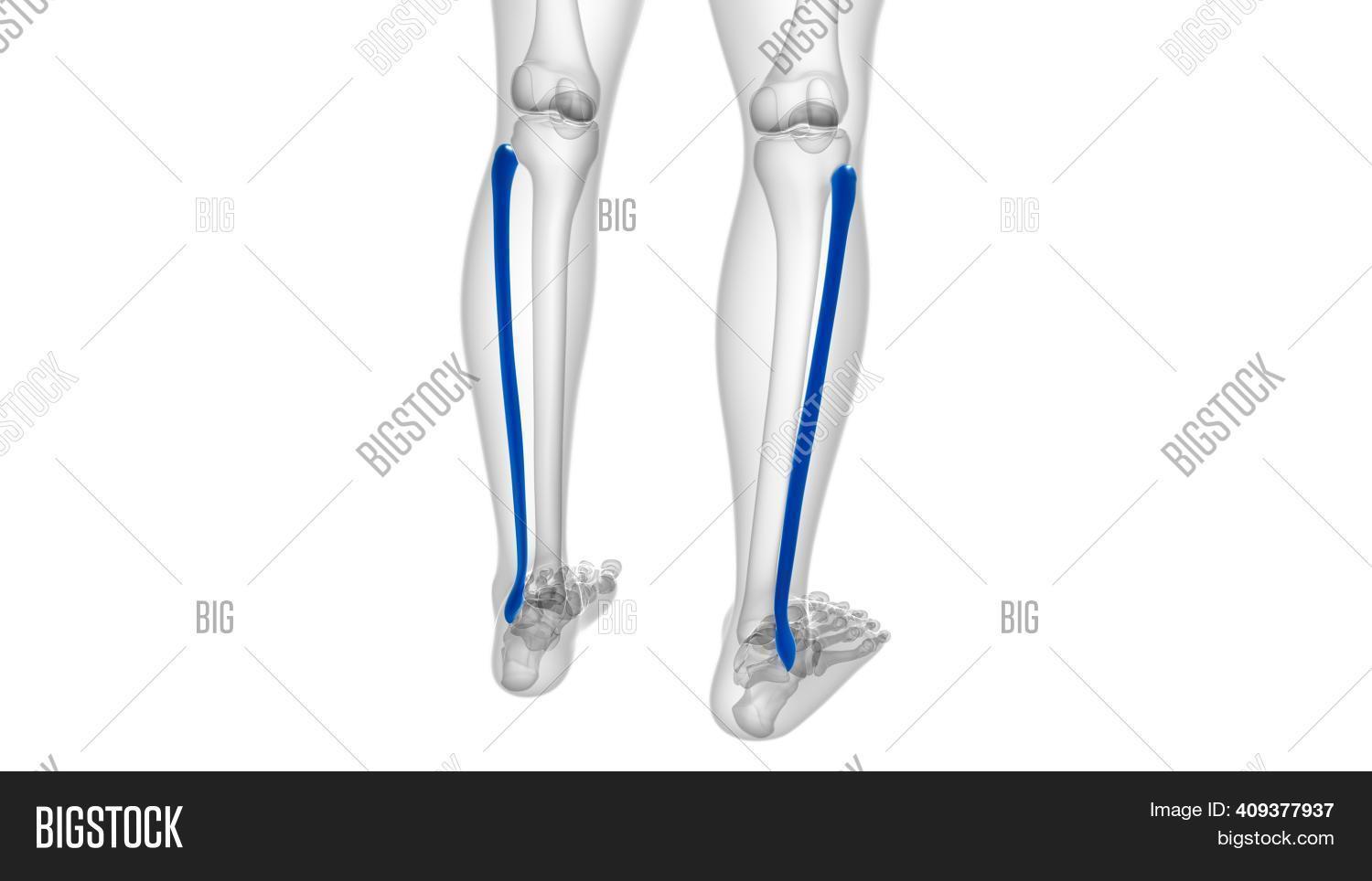 Human Skeleton Anatomy Image & Photo (Free Trial) | Bigstock