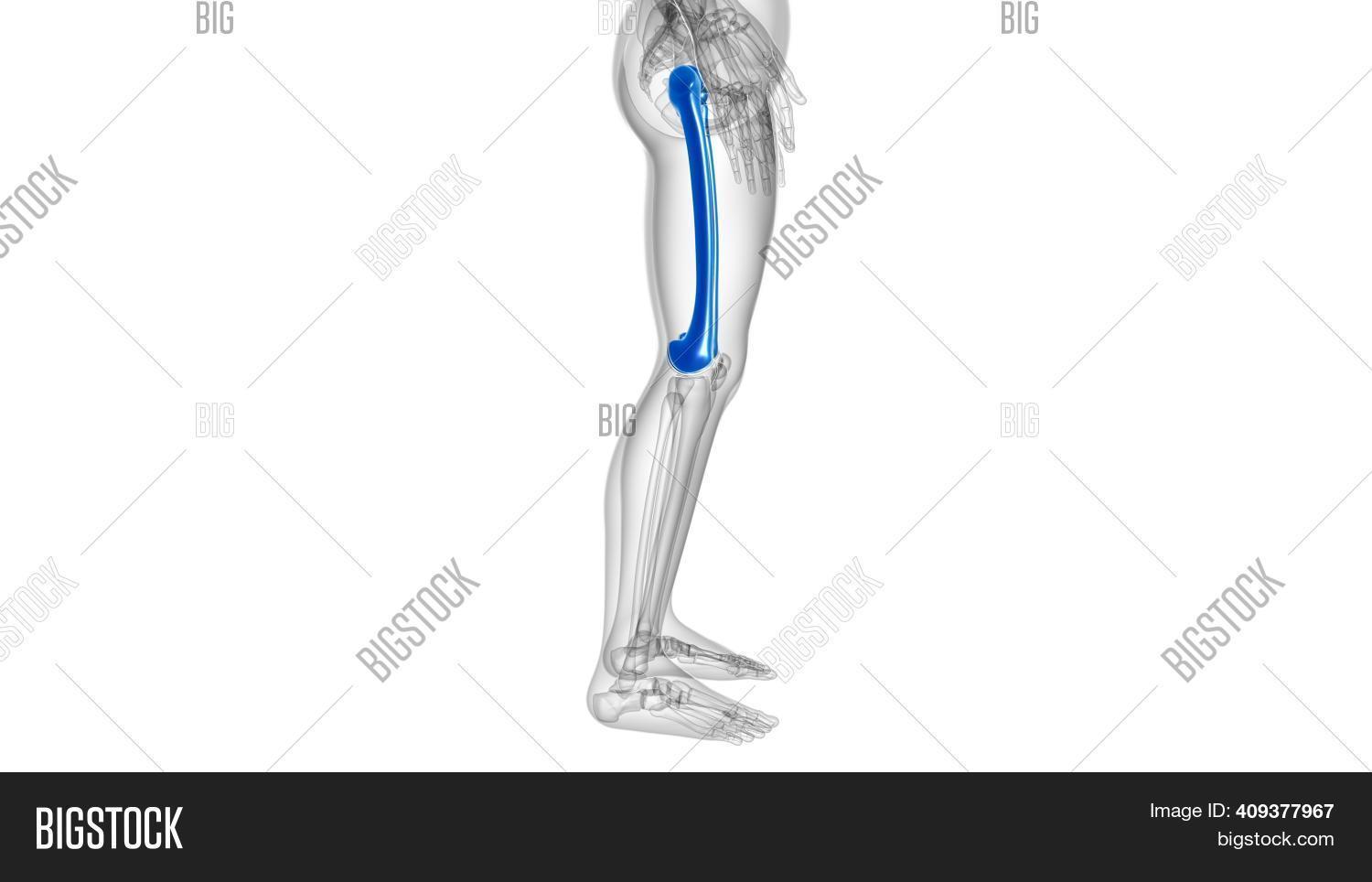 Human Skeleton Anatomy Image & Photo (Free Trial) | Bigstock