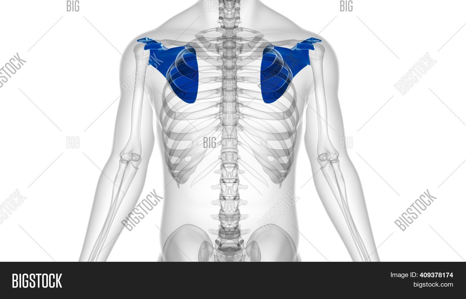 Human Skeleton Anatomy Image & Photo (Free Trial) | Bigstock