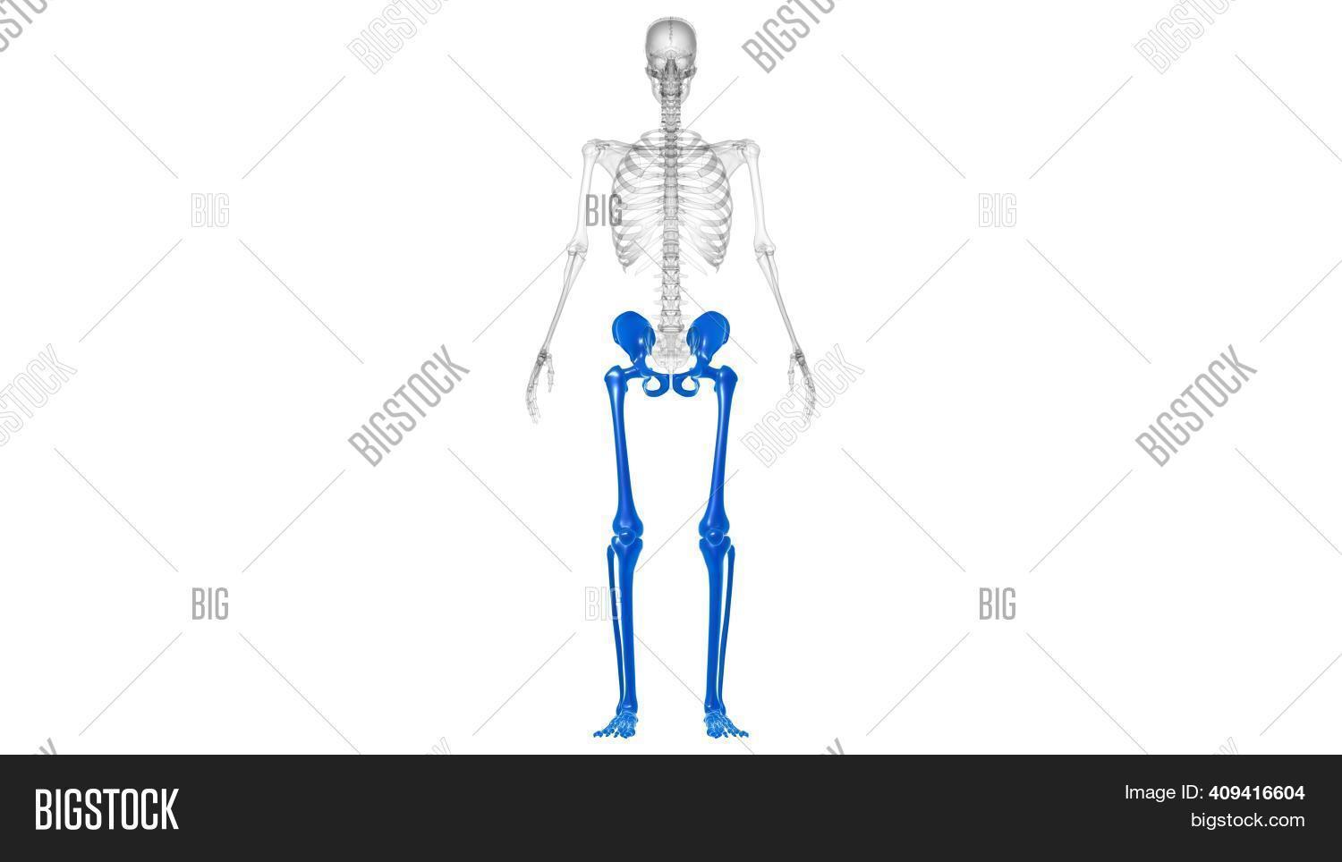 Human Skeleton Lower Image & Photo (Free Trial) | Bigstock