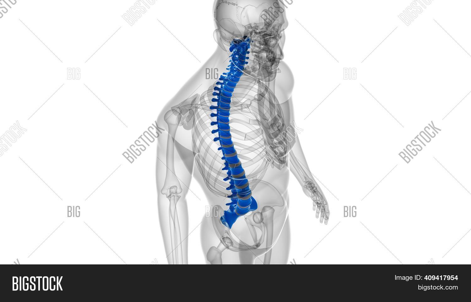 Human Skeleton Image & Photo (Free Trial) | Bigstock