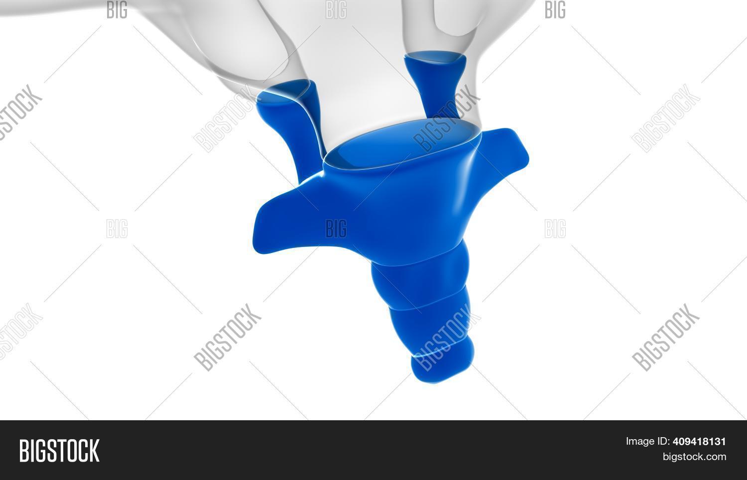 Human Skeleton Image & Photo (Free Trial) | Bigstock