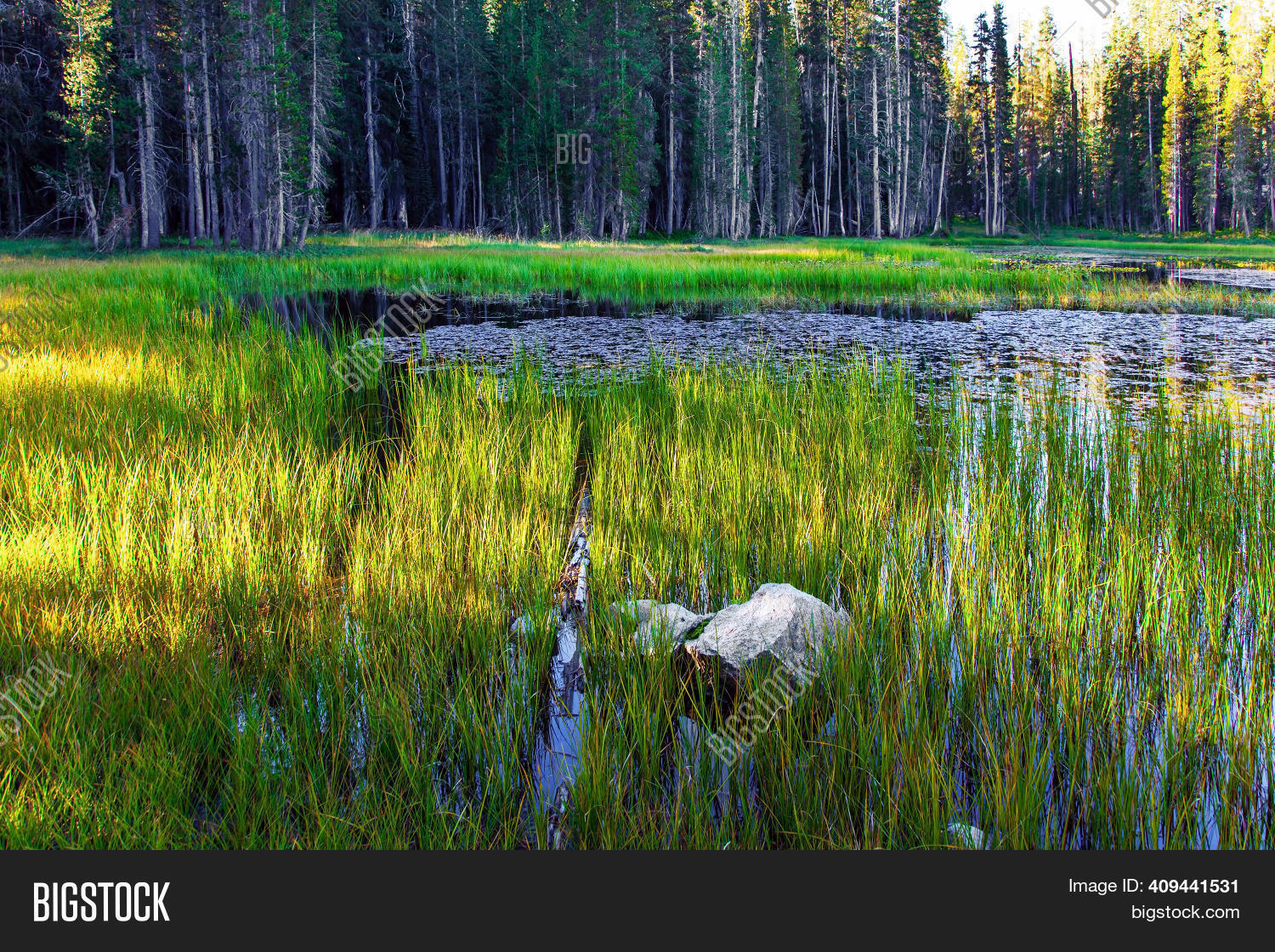 Quiet Round Grassy Image & Photo (Free Trial) | Bigstock
