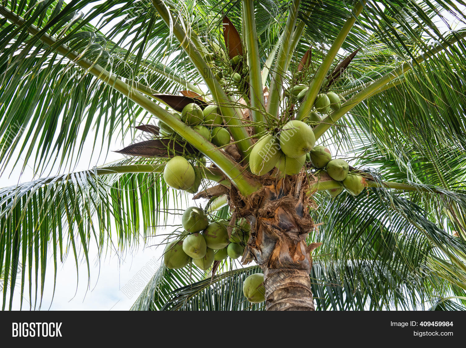 Coconut Cluster On Image & Photo (Free Trial) | Bigstock