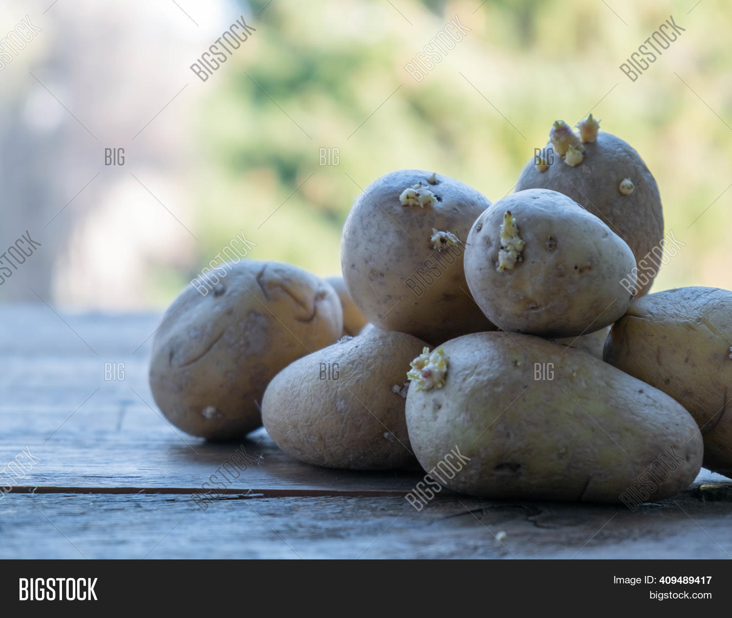 Sprouted Potatoes On Image & Photo (Free Trial) | Bigstock