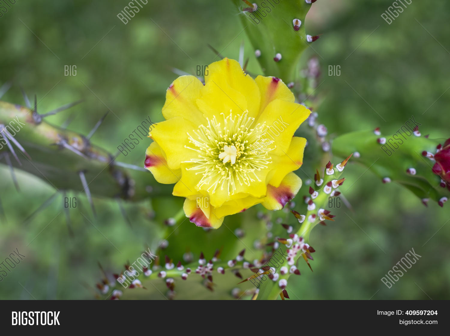 Yellow Cactus Flower Image & Photo (Free Trial) | Bigstock