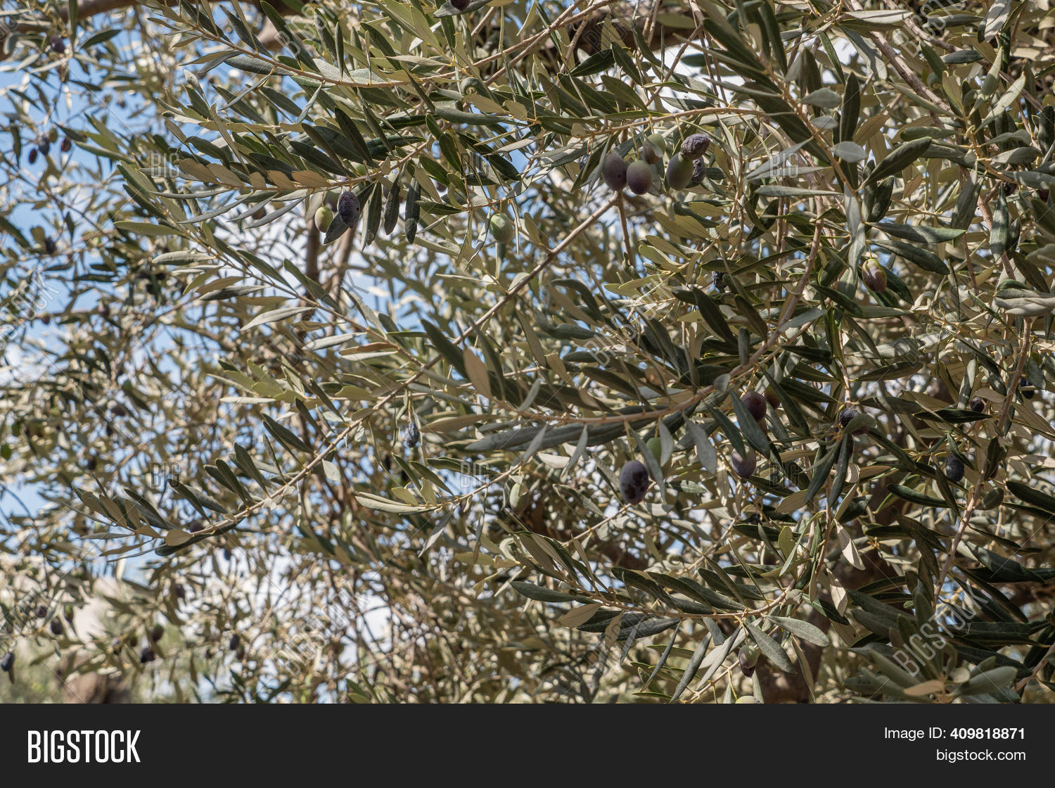 Olive Oil Trees Full Image & Photo (Free Trial) | Bigstock