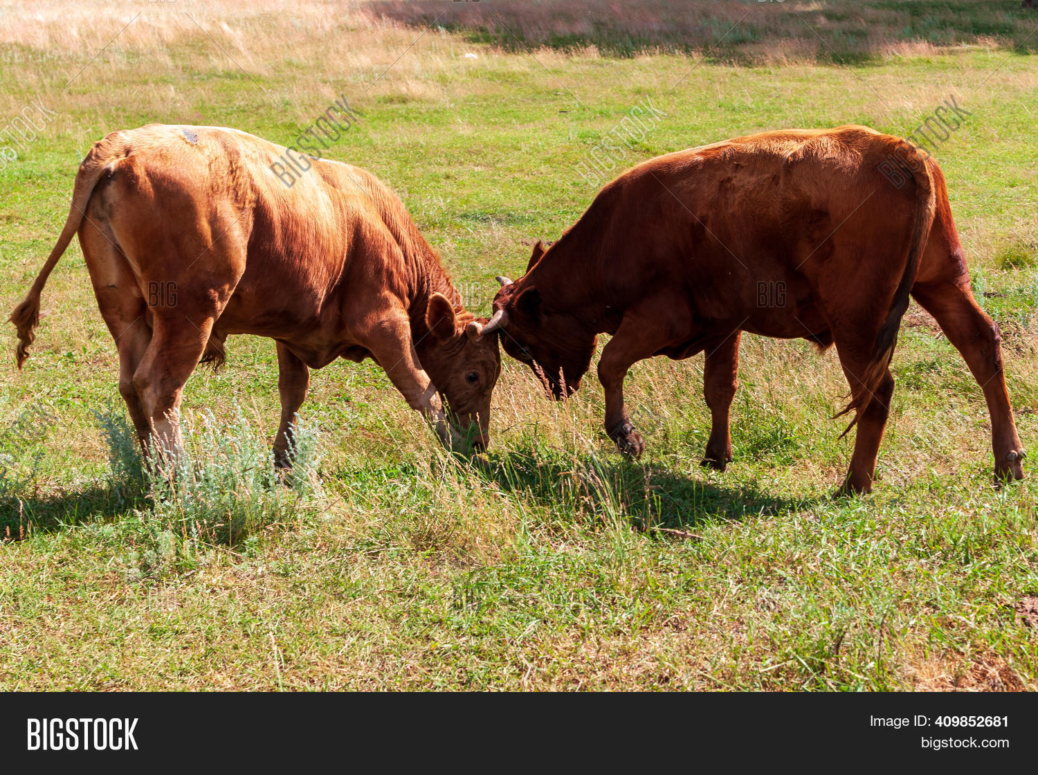 Young Bulls Butt Each Image & Photo (Free Trial) | Bigstock