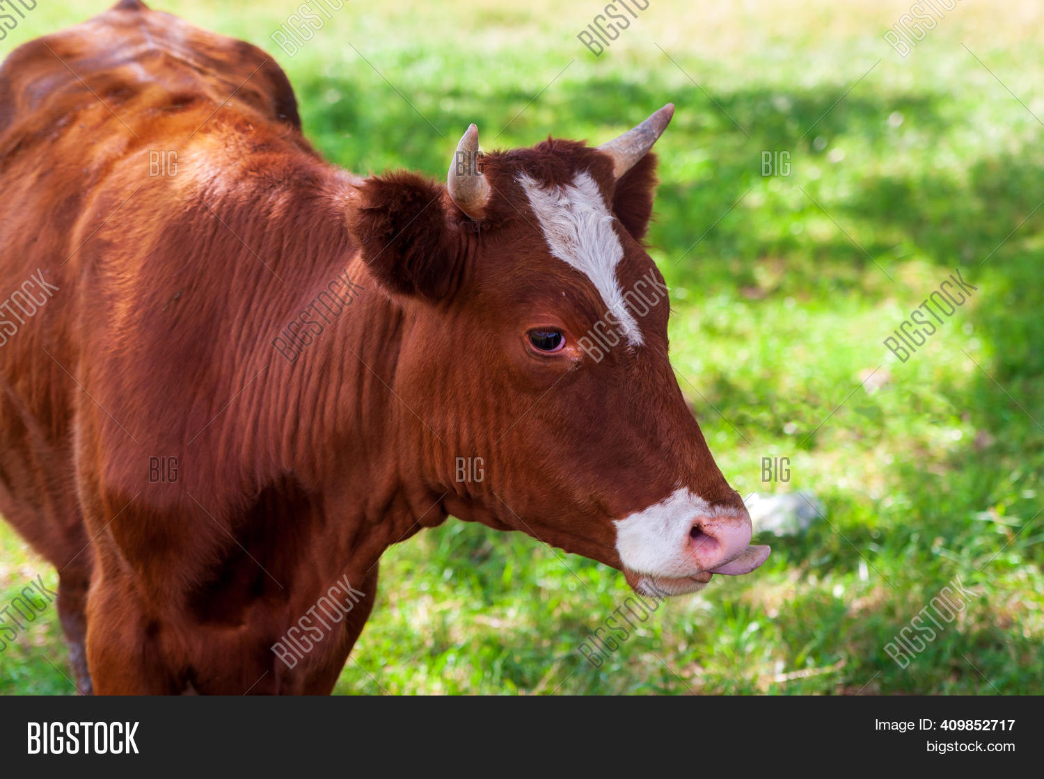 Red Cow White Spot On Image & Photo (Free Trial) | Bigstock