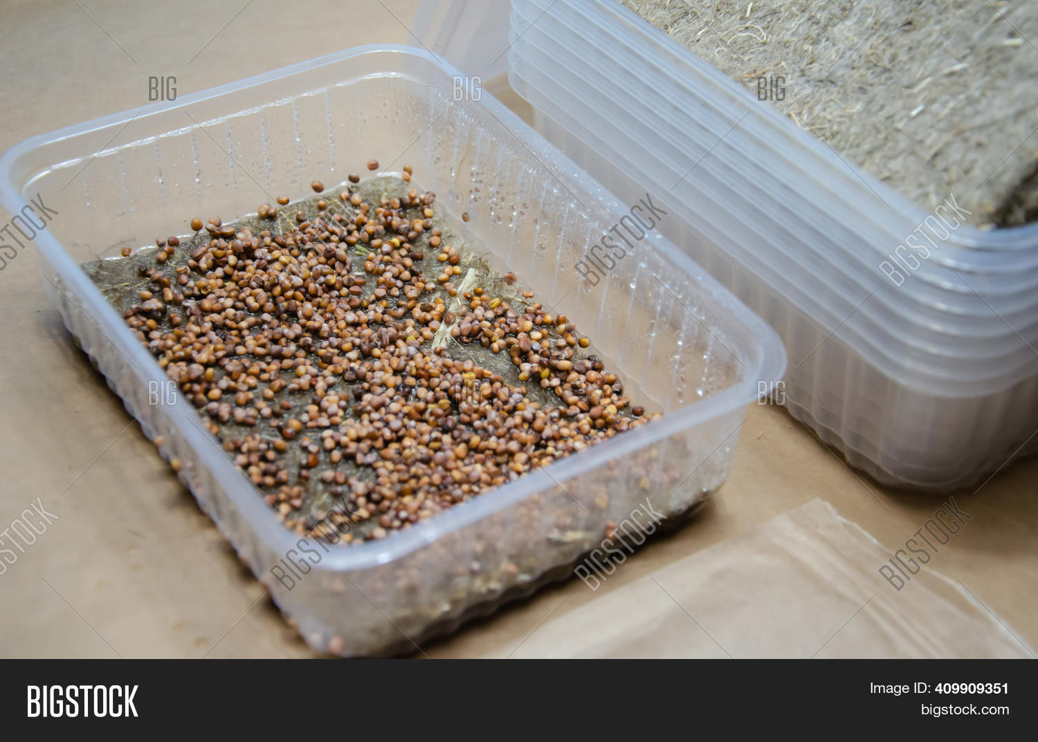 Close Wet Seeds On Wet Image & Photo (Free Trial) | Bigstock