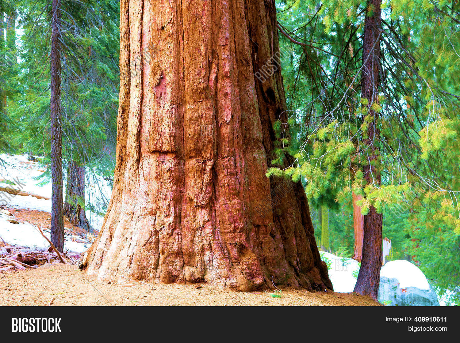 Giant Sequoia Tree Image & Photo (Free Trial) | Bigstock