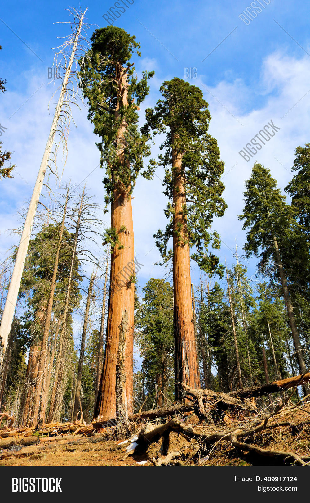 Sequoia Trees Besides Image & Photo (Free Trial) | Bigstock
