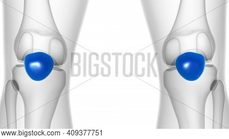 Human Skeleton Anatomy Image & Photo (Free Trial) | Bigstock