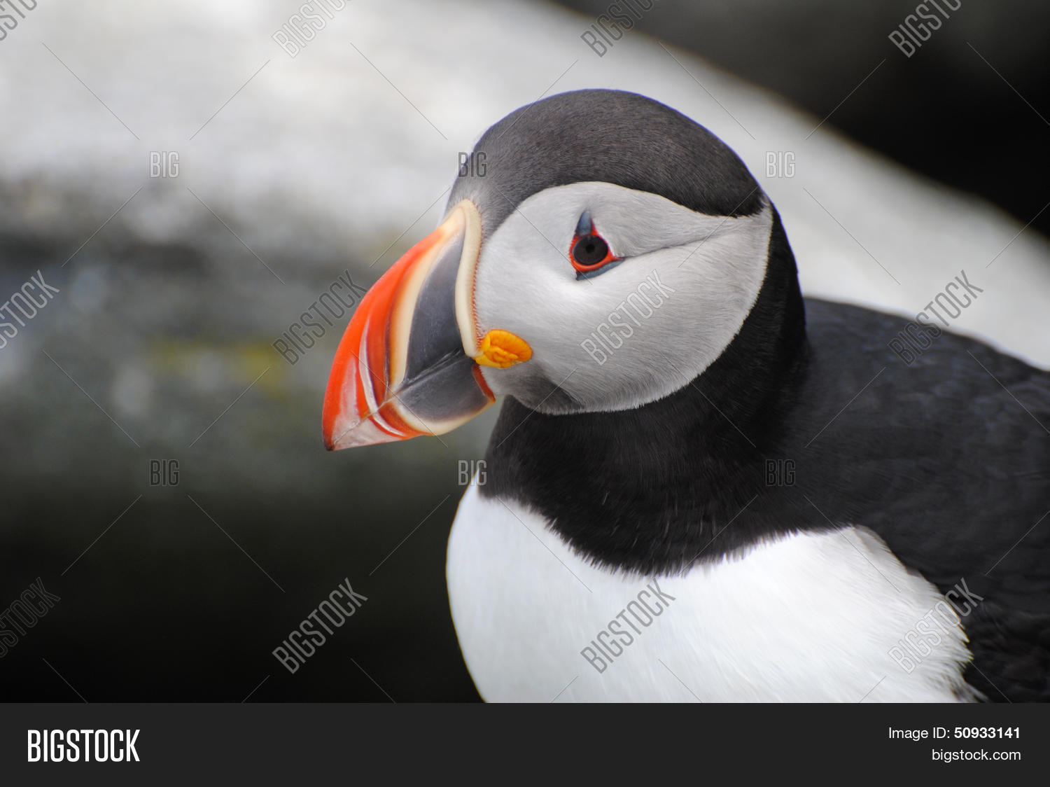 Puffin Bird Profile Image & Photo (Free Trial) | Bigstock