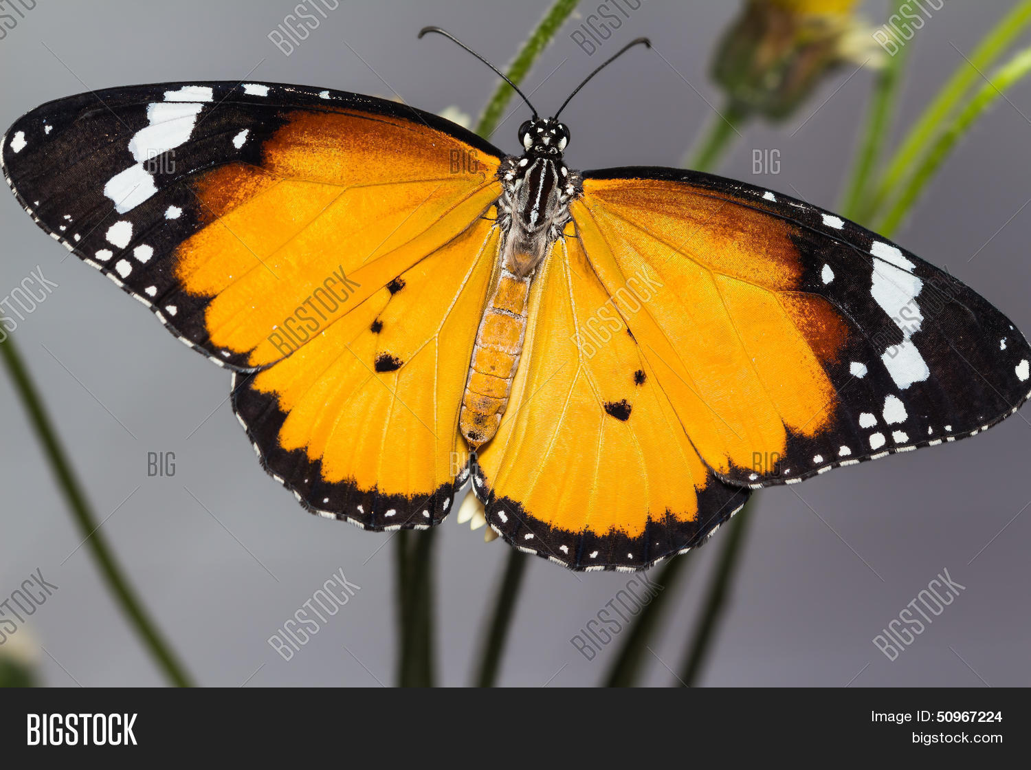 Plain Tiger Butterfly Image & Photo (Free Trial) | Bigstock