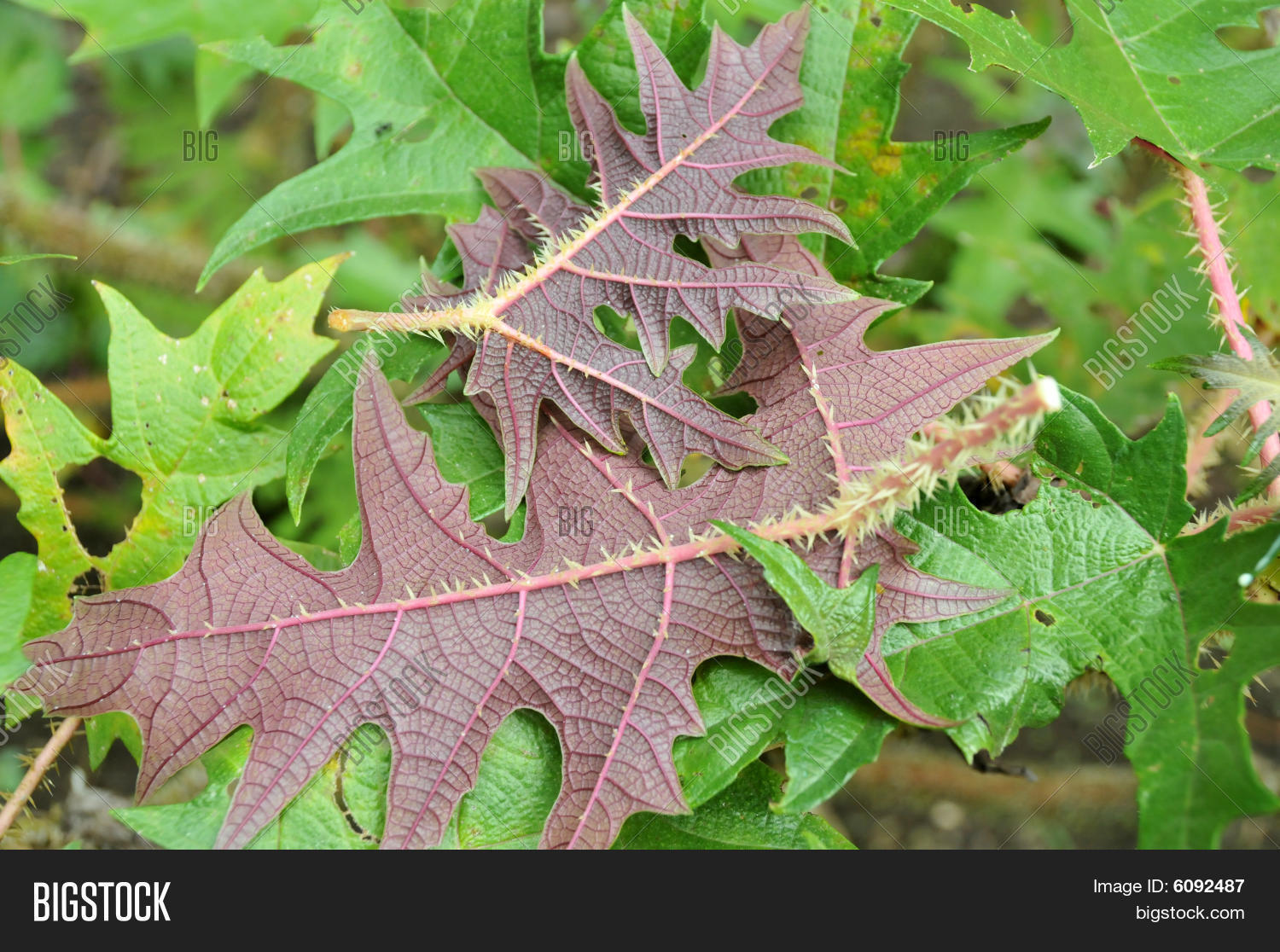 Ortiga Amazonian Image & Photo (Free Trial) | Bigstock
