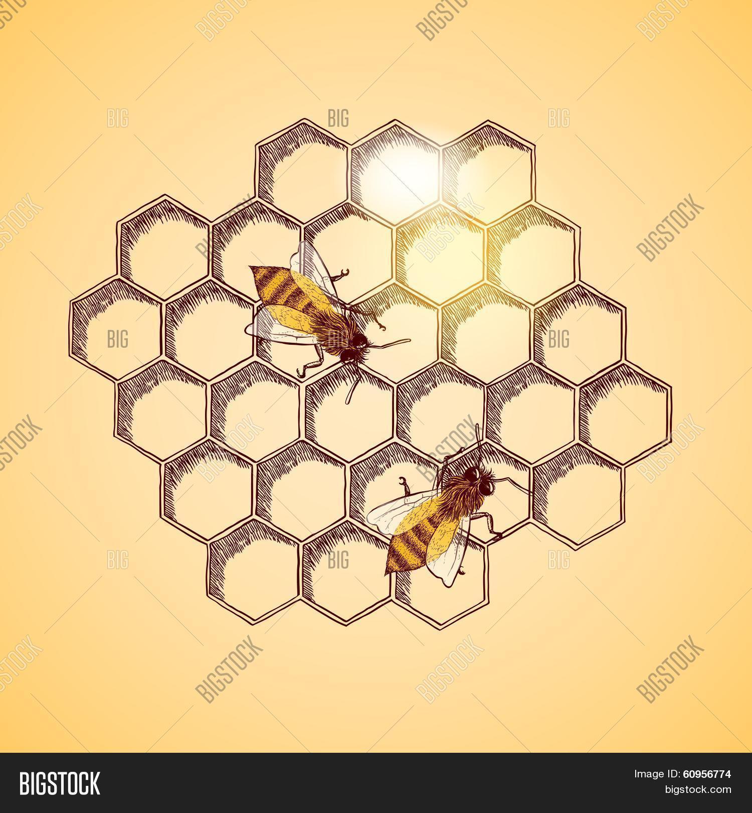 Honey Bees Honeycomb Vector & Photo (Free Trial) | Bigstock