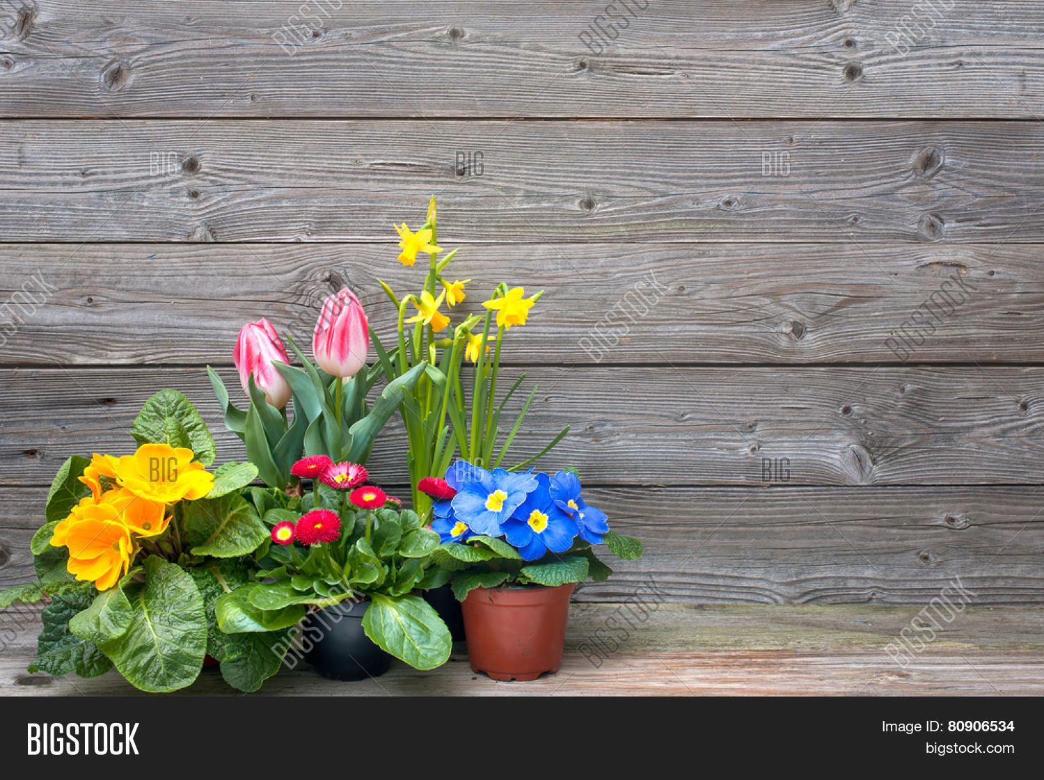 Spring Flowers Pots On Image & Photo (Free Trial) | Bigstock