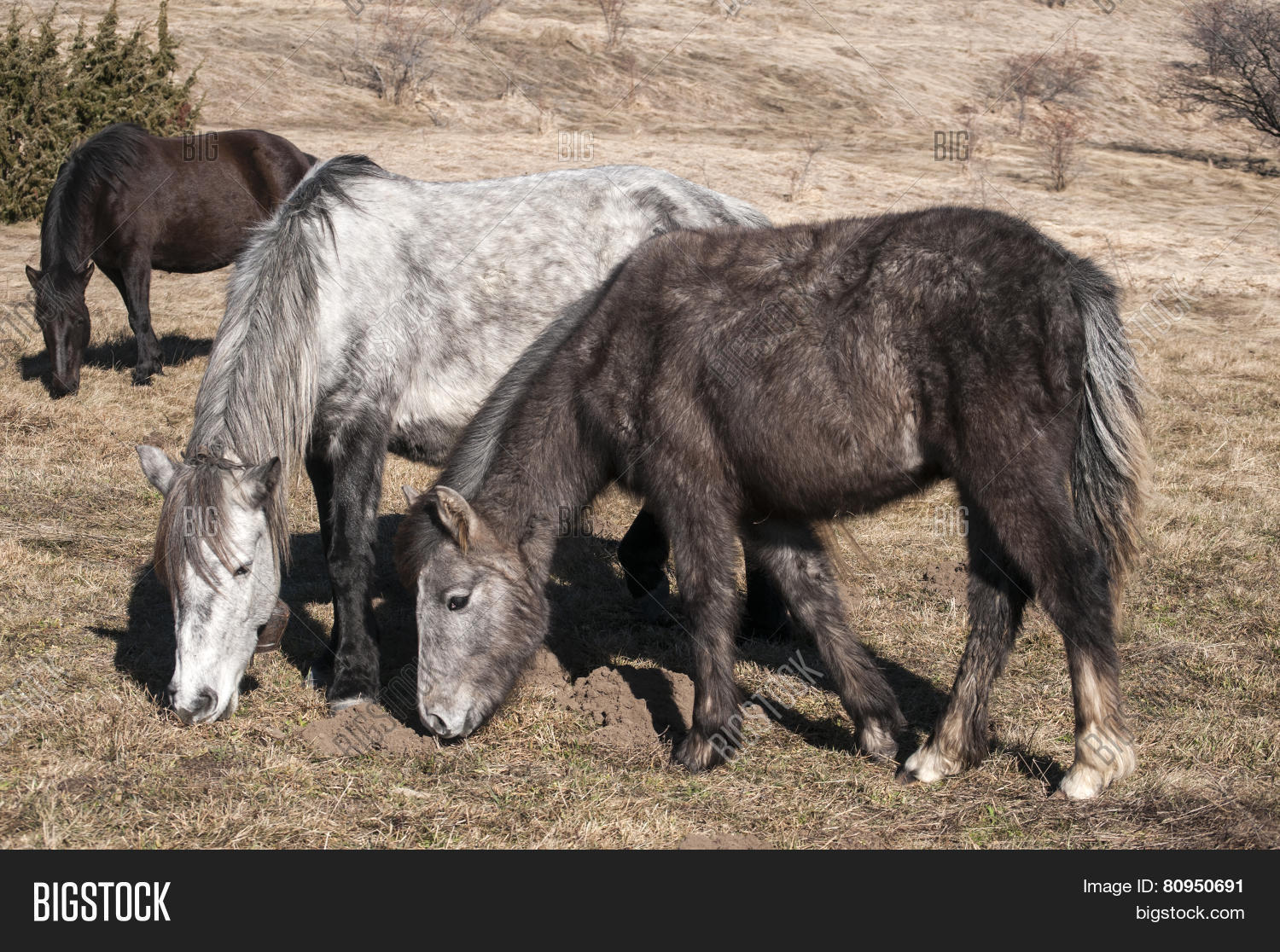 Hinnies On Winter Image & Photo (Free Trial) | Bigstock
