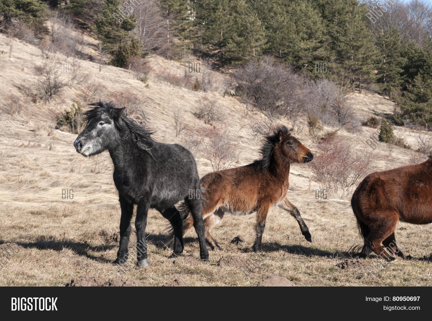Hinnies On Winter Image & Photo (Free Trial) | Bigstock