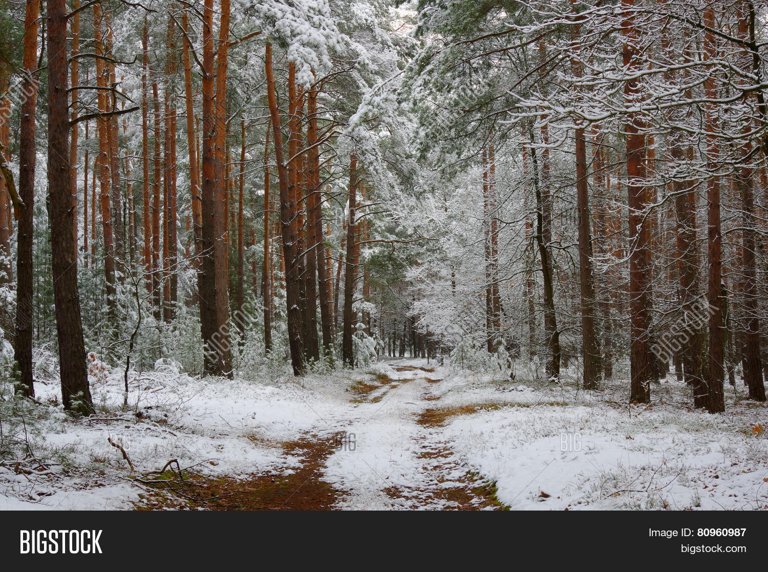 Winter Forest Image & Photo (Free Trial) | Bigstock