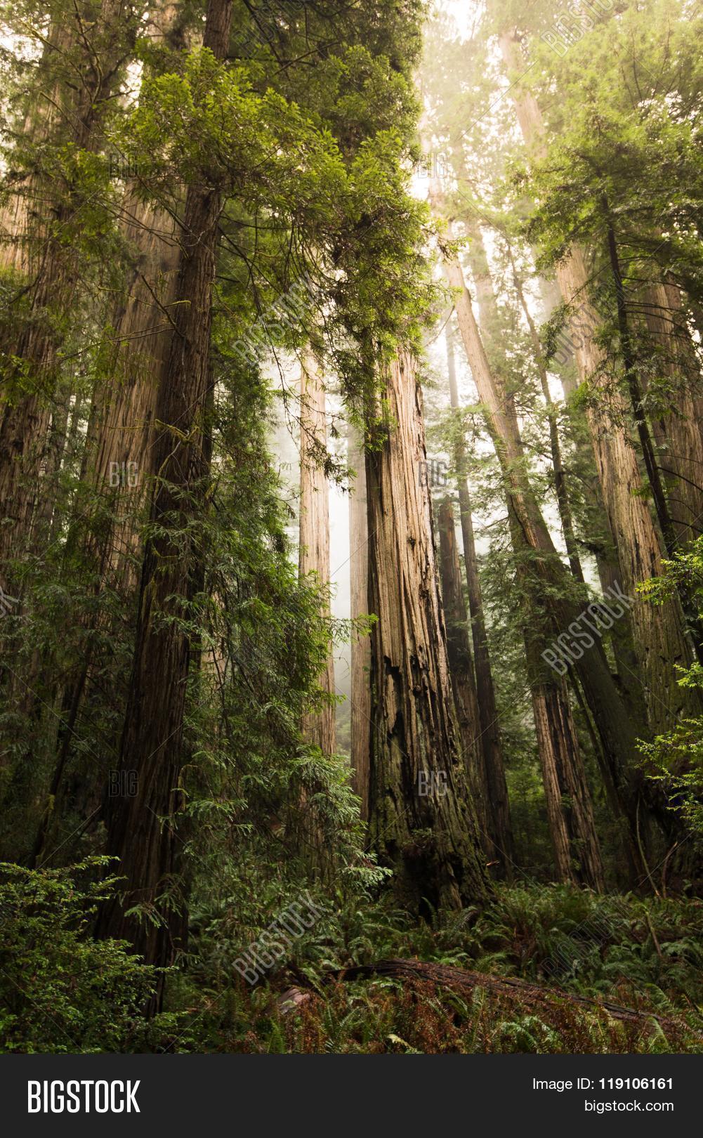 Tall Redwood Trees Image & Photo (Free Trial) | Bigstock