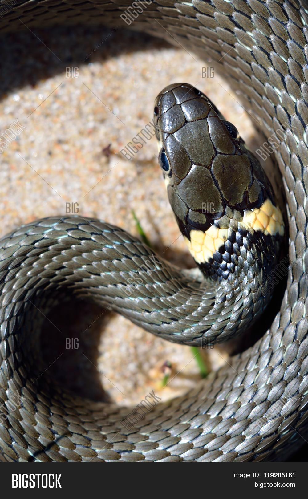 Common Grass Snake ( Image & Photo (Free Trial) | Bigstock