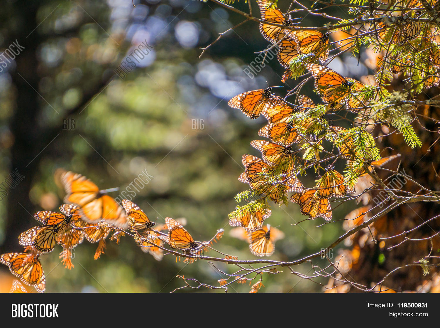 Monarch Butterflies On Image & Photo (Free Trial) | Bigstock